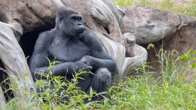 Pittsburgh Zoo acquires 33-year-old Little Joe in gorilla trade with ...