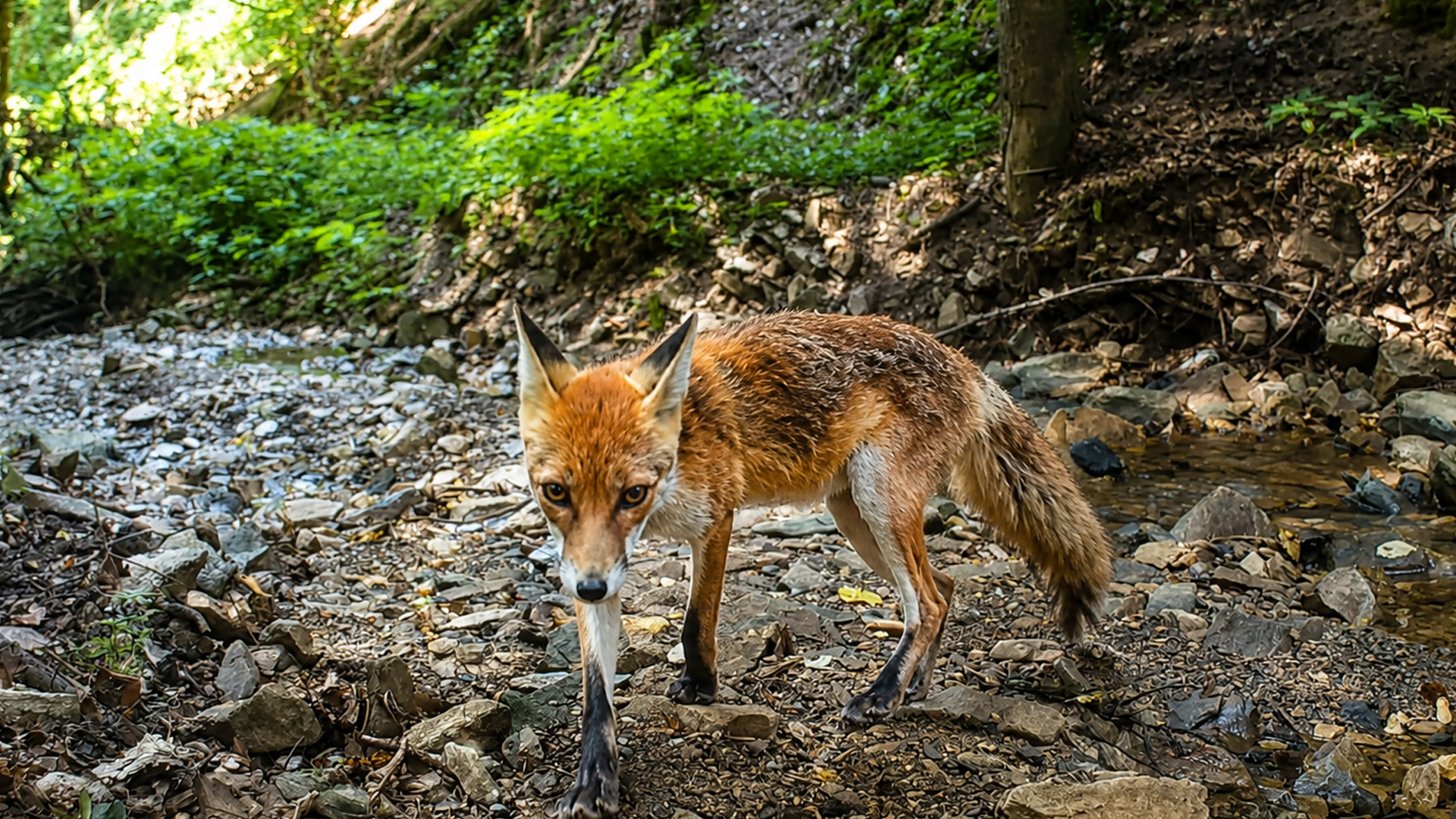 Camera trap reveals fox traveling through rocky woodland terrain