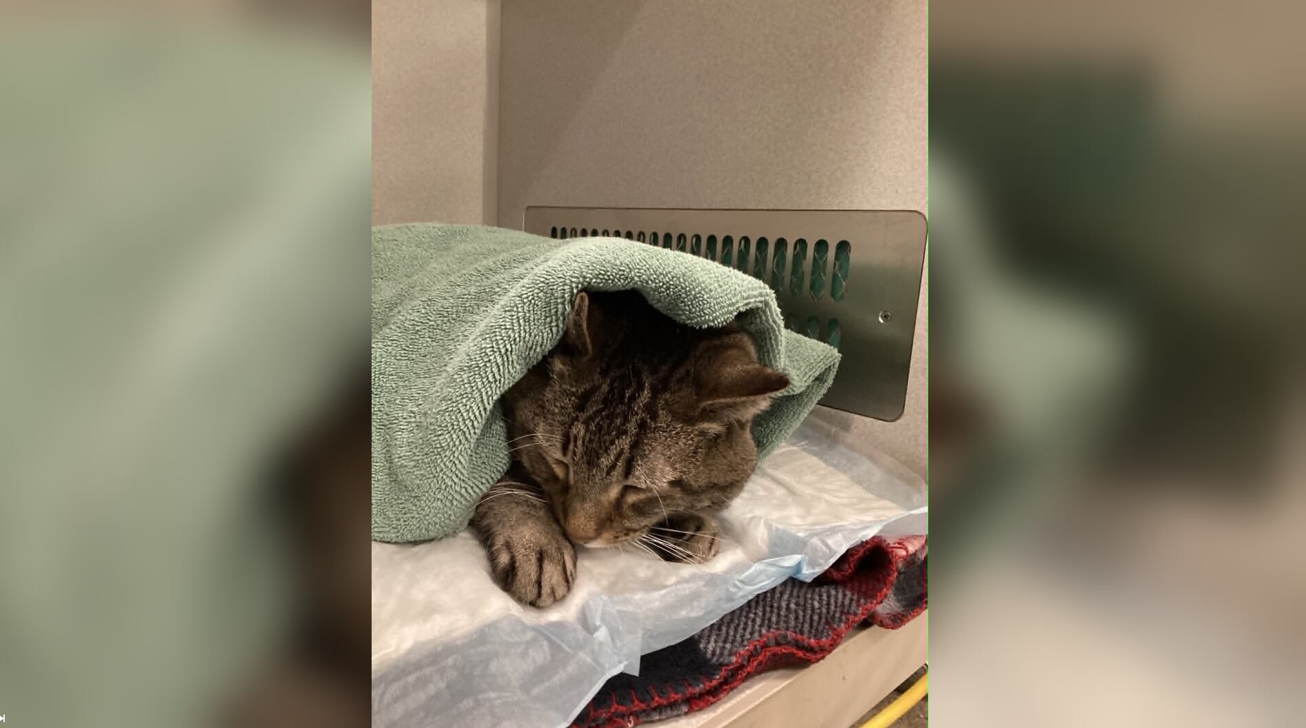 Cat rescued from Grand Forks house fire suffers brain injury, faces ...