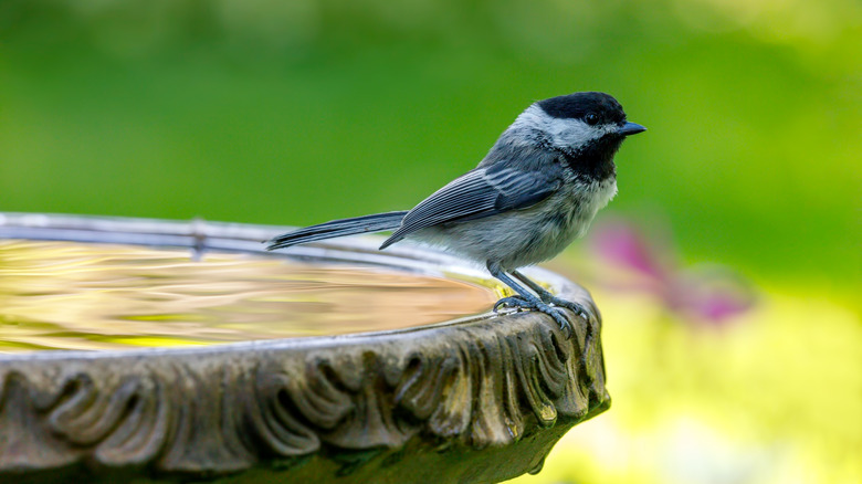 Don't toss an old bundt pan — make an adorable birdbath birds will love