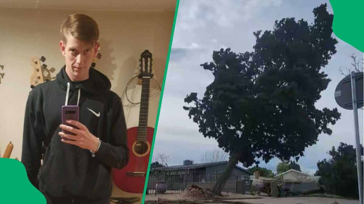 George eyewitness video captures storm's destruction of massive tree ...