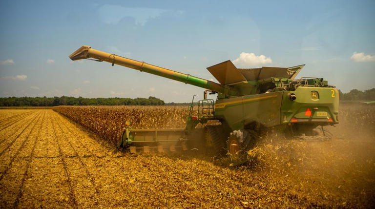 Cheaper to buy maize than grow it — SA grain farmers under the hammer