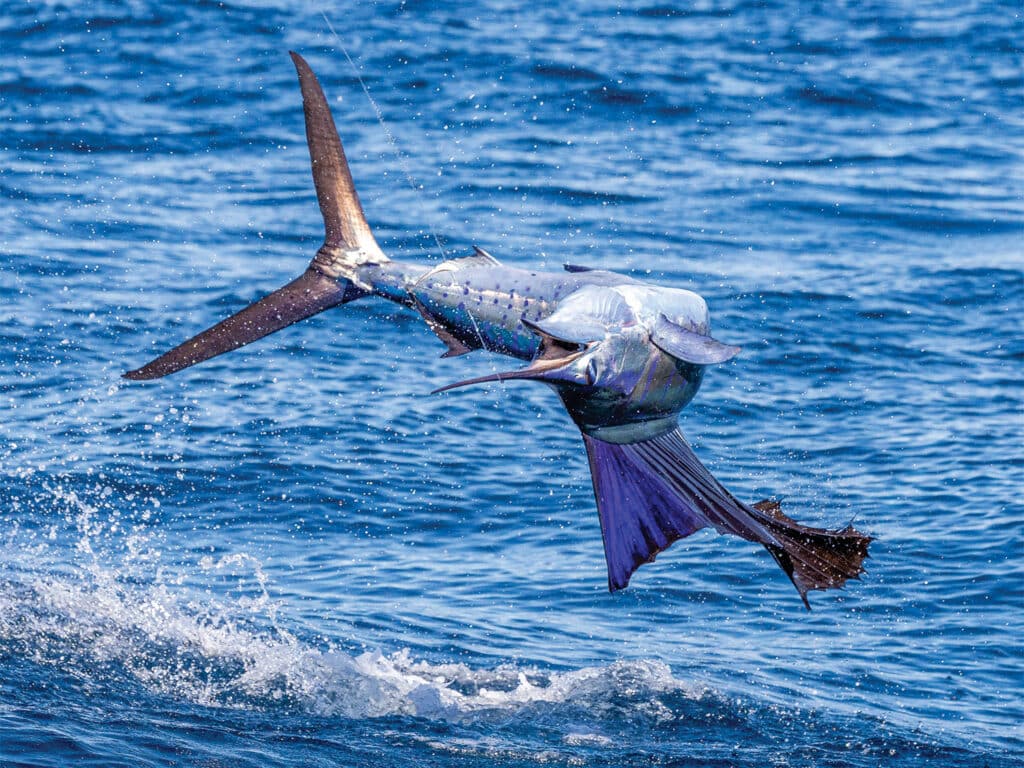 Record-shattering bite confirms Guatemala as world’s top sailfish fishery