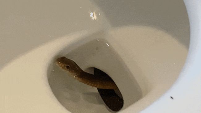 Terrifying moment king cobra emerges from resort toilet