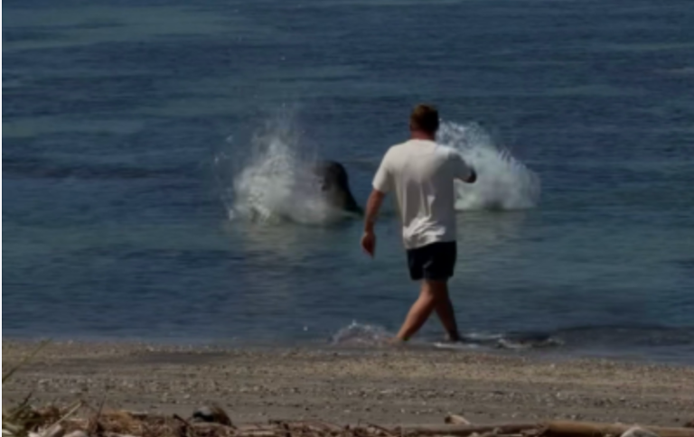 Arrestan a turista por lanzar piedra a foca en peligro de extinción