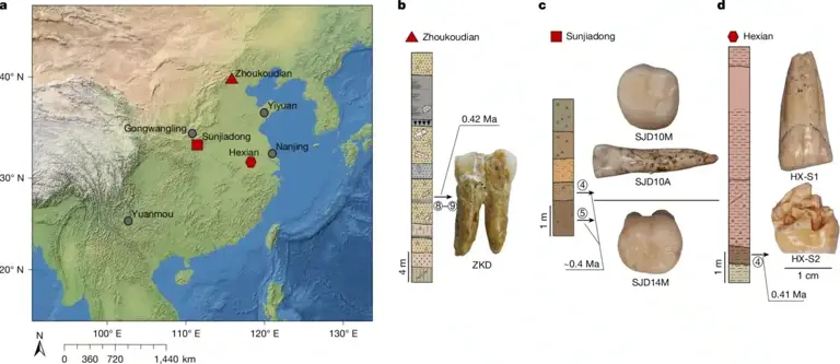 Buried for hundreds of thousands of years, ancient teeth contained a ...