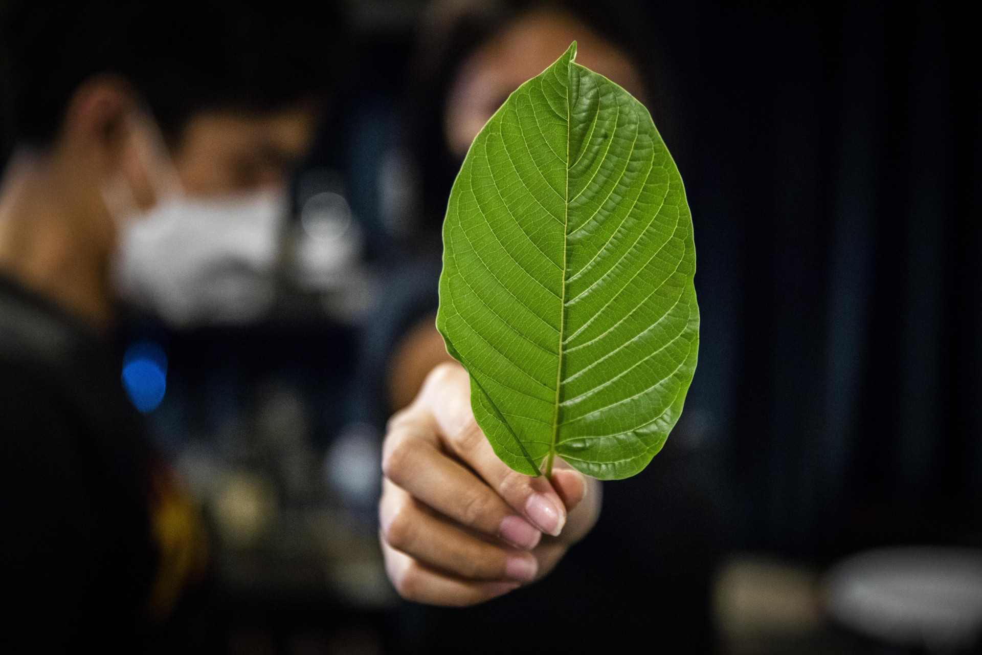 Kratom: a harmless stimulant, or dangerous opioid?