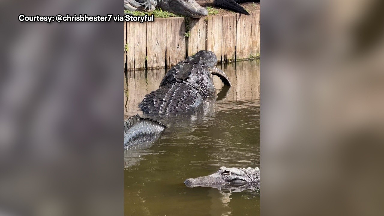 Florida gator eats smaller gator at Gatorland