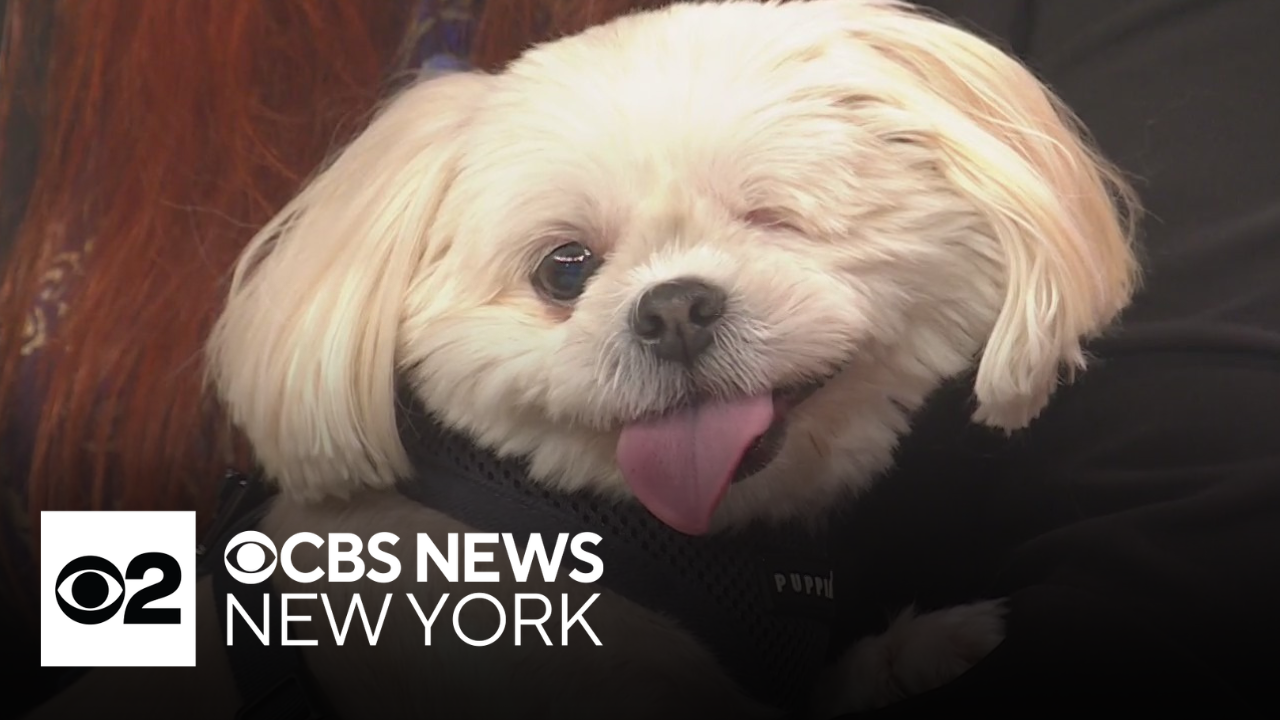 Furry friend finder: Meet Nala