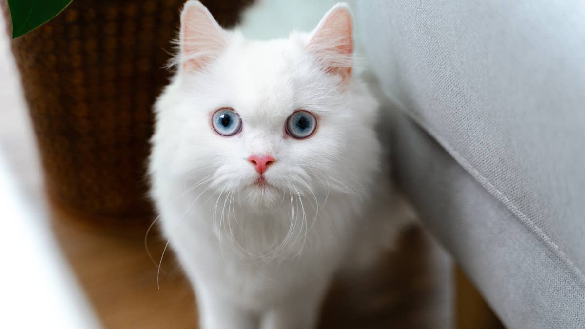 From sick kitten to spoiled king: One rescue cat's incredible five-year ...