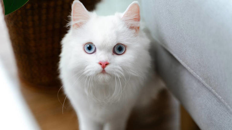From sick kitten to spoiled king: One rescue cat's incredible five-year ...