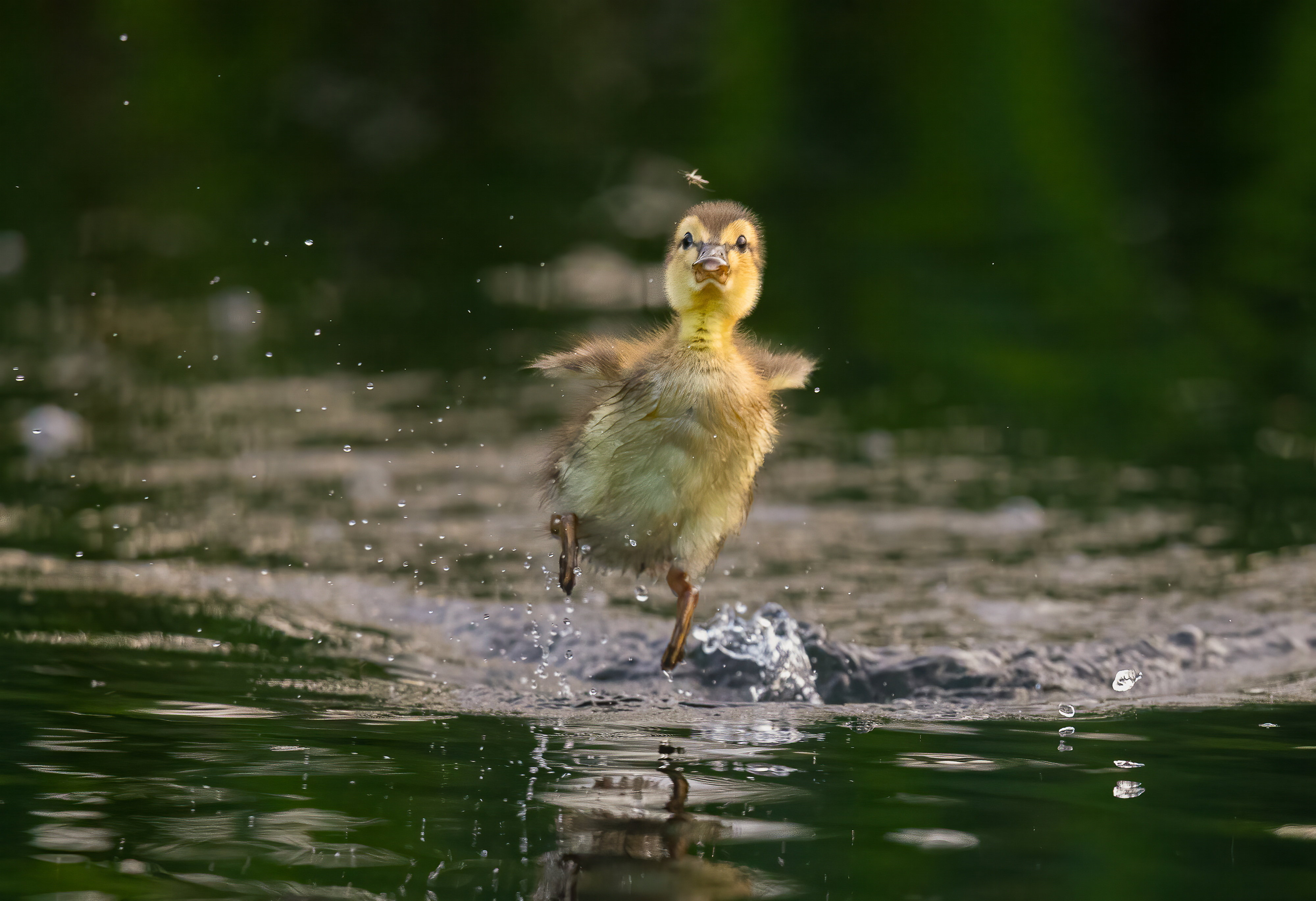 Ducklings caught leaping for insects on Suffolk pond