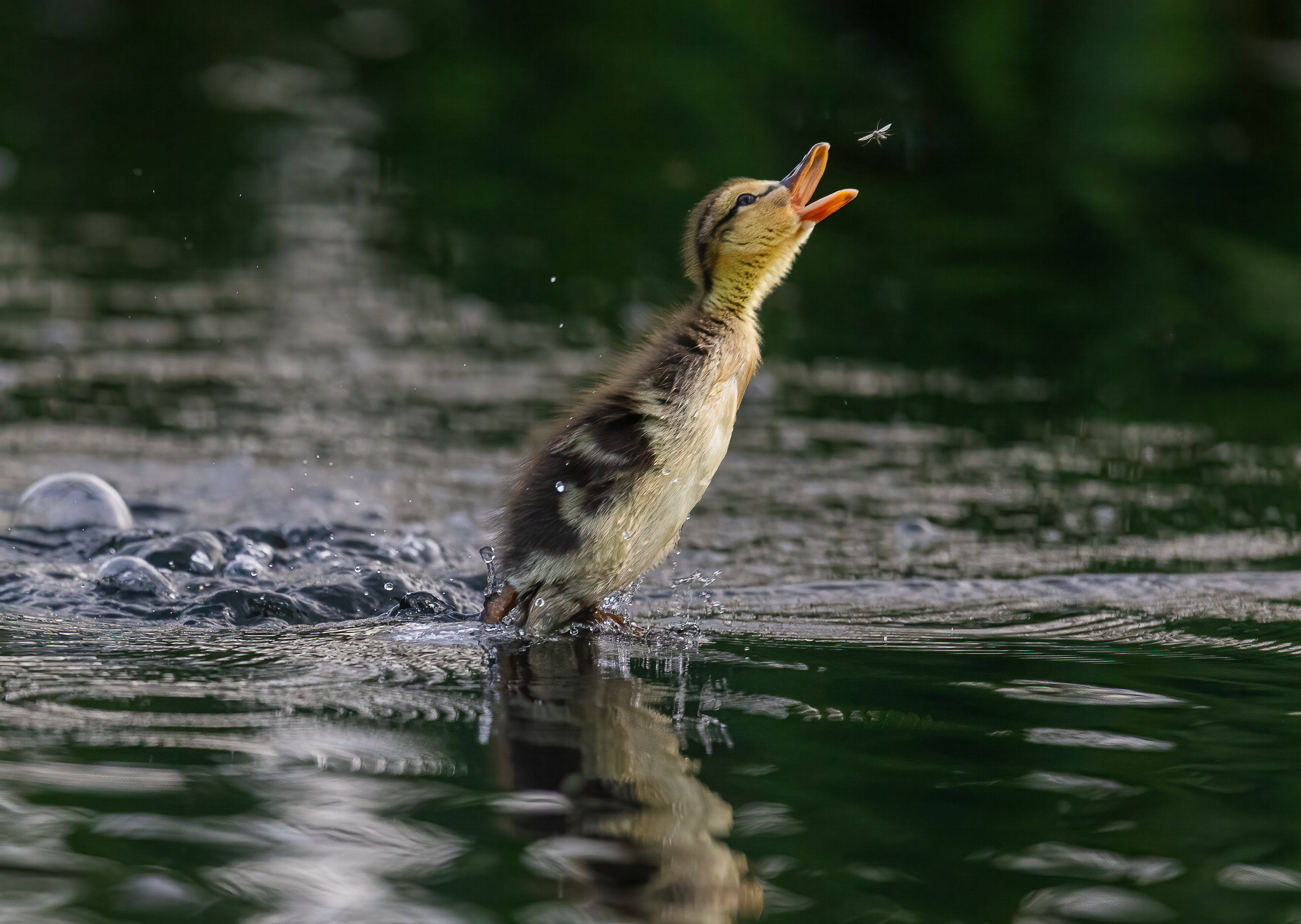 Ducklings caught leaping for insects on Suffolk pond