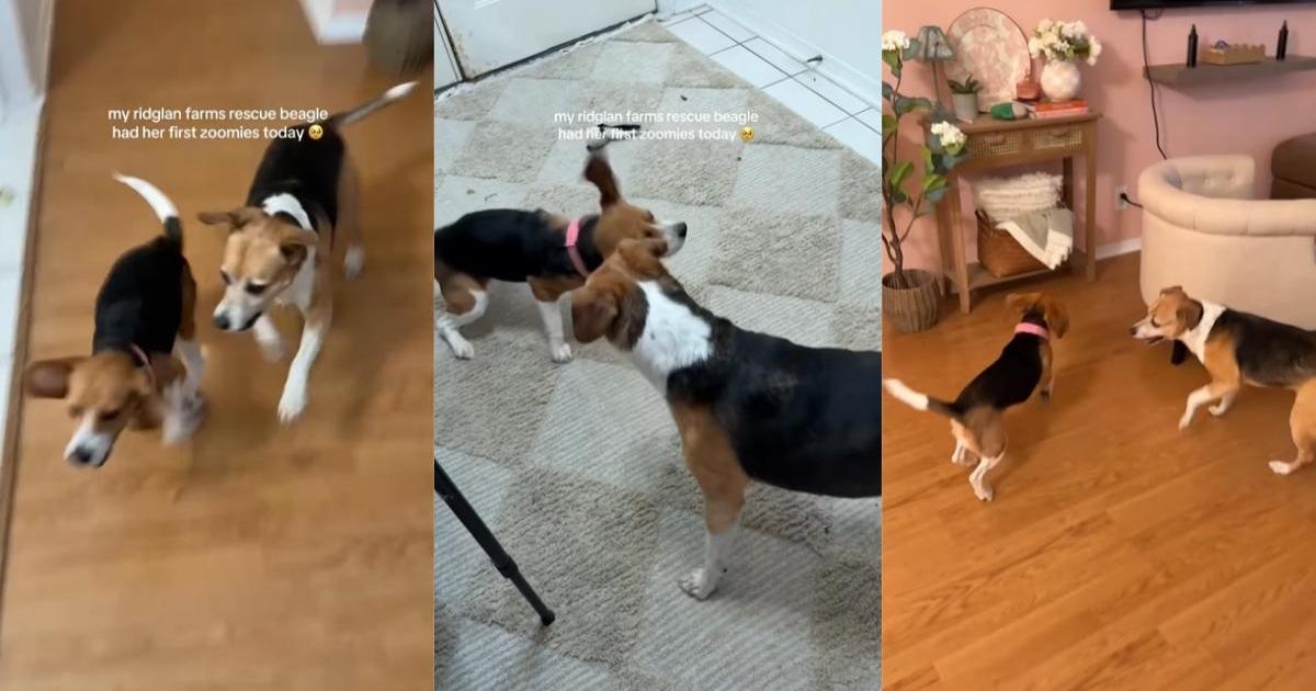 Rescue Dog Experiences First Zoomies & Knows This Is How Life Should Be