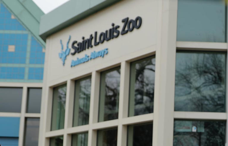 Jared, the St. Louis Zoo’s only jaguar, has died