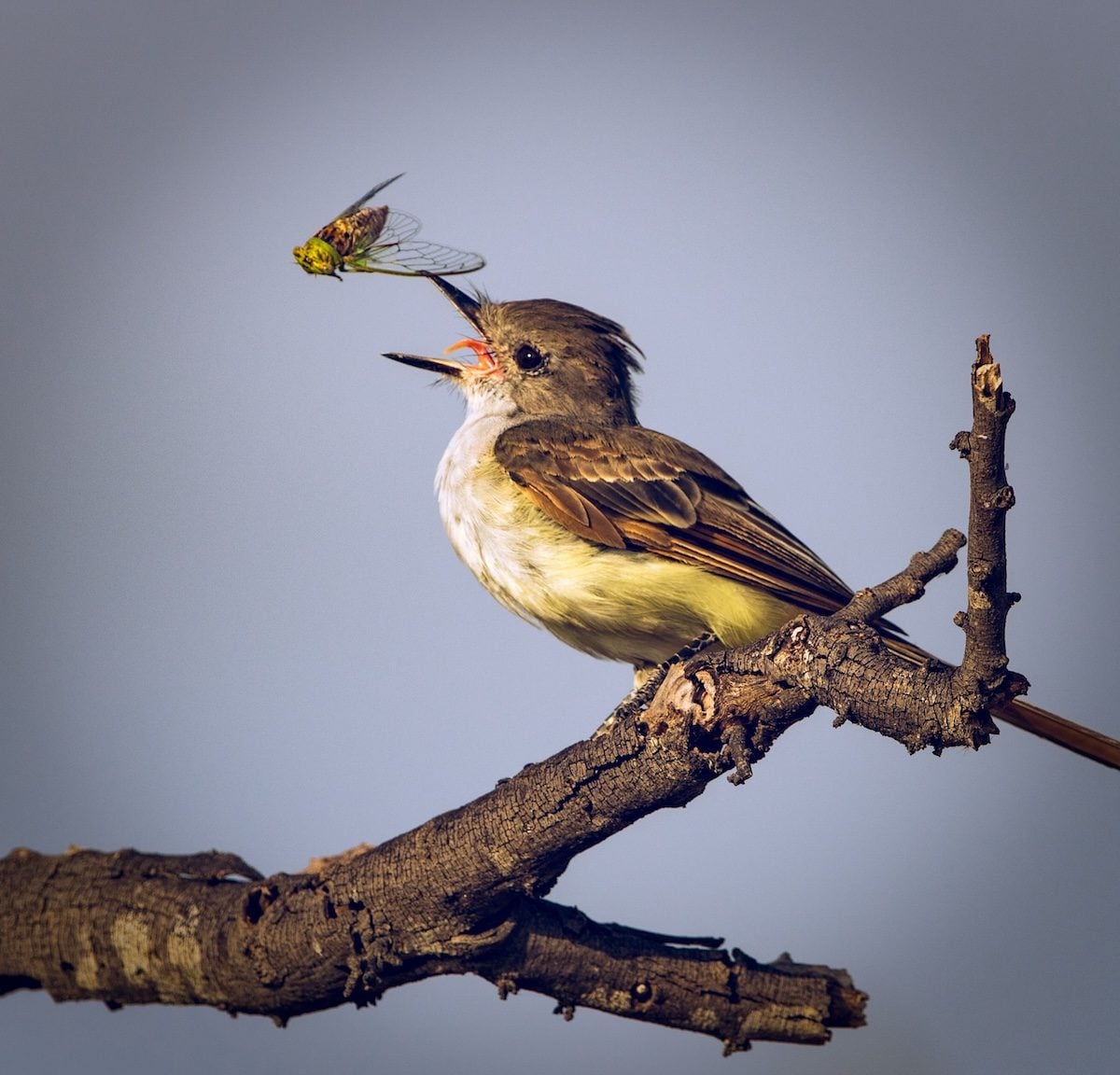 Ash-throated flycatcher bird identification