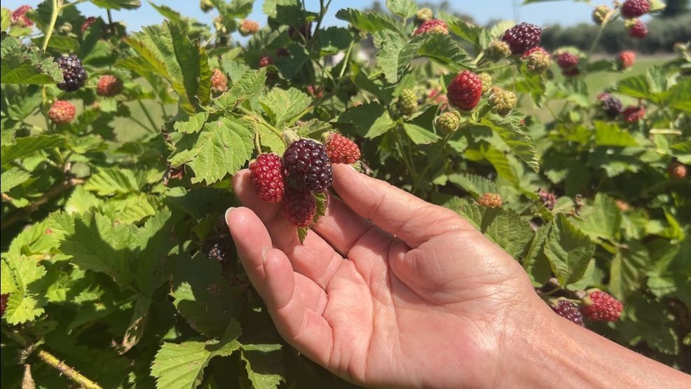 Boysen Berry Farm’s you-pick season starts early as warm spring ripens ...