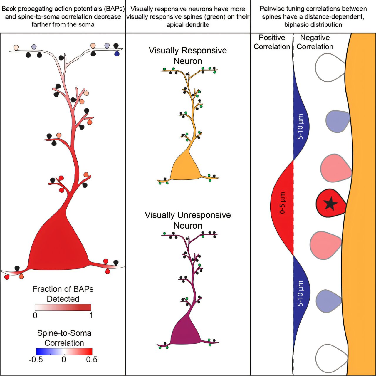 The rules neurons follow to make sense of what we see