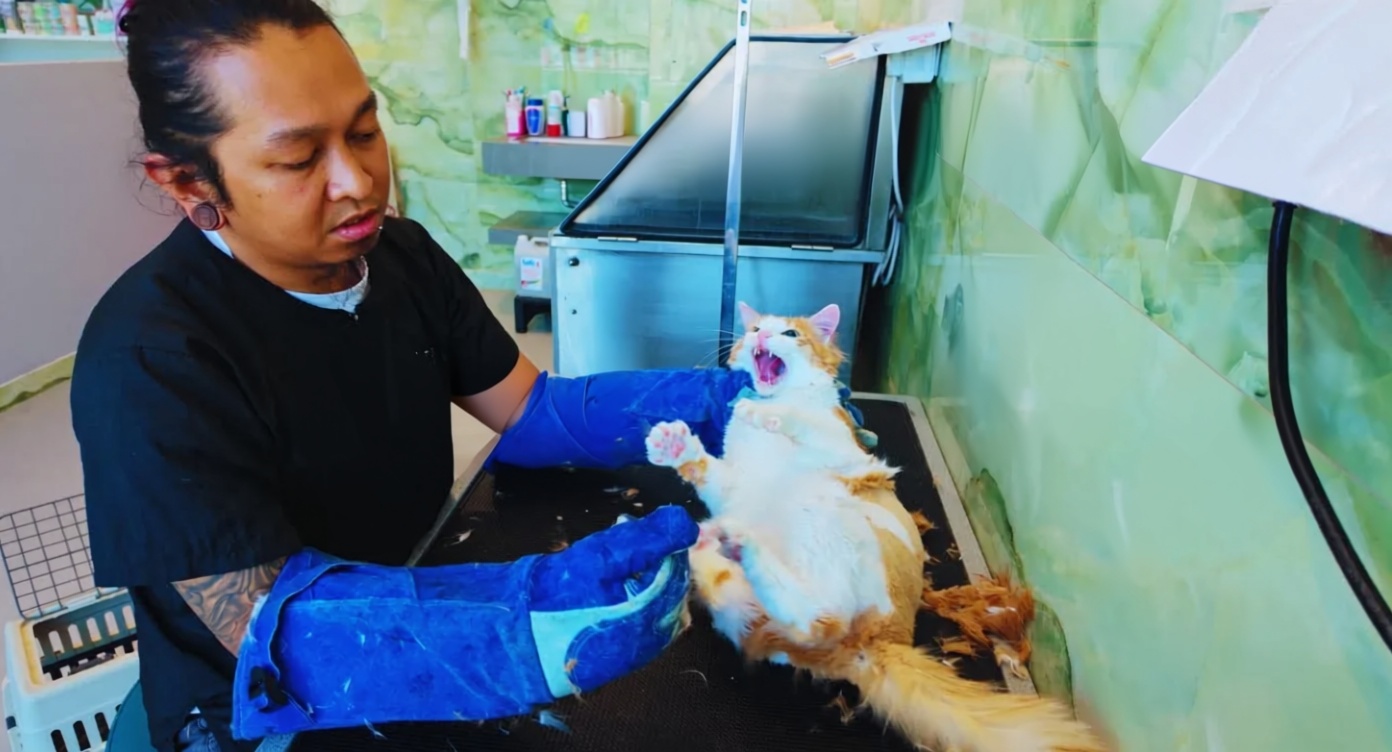 Felicia enters the spiciest cat contest 😼