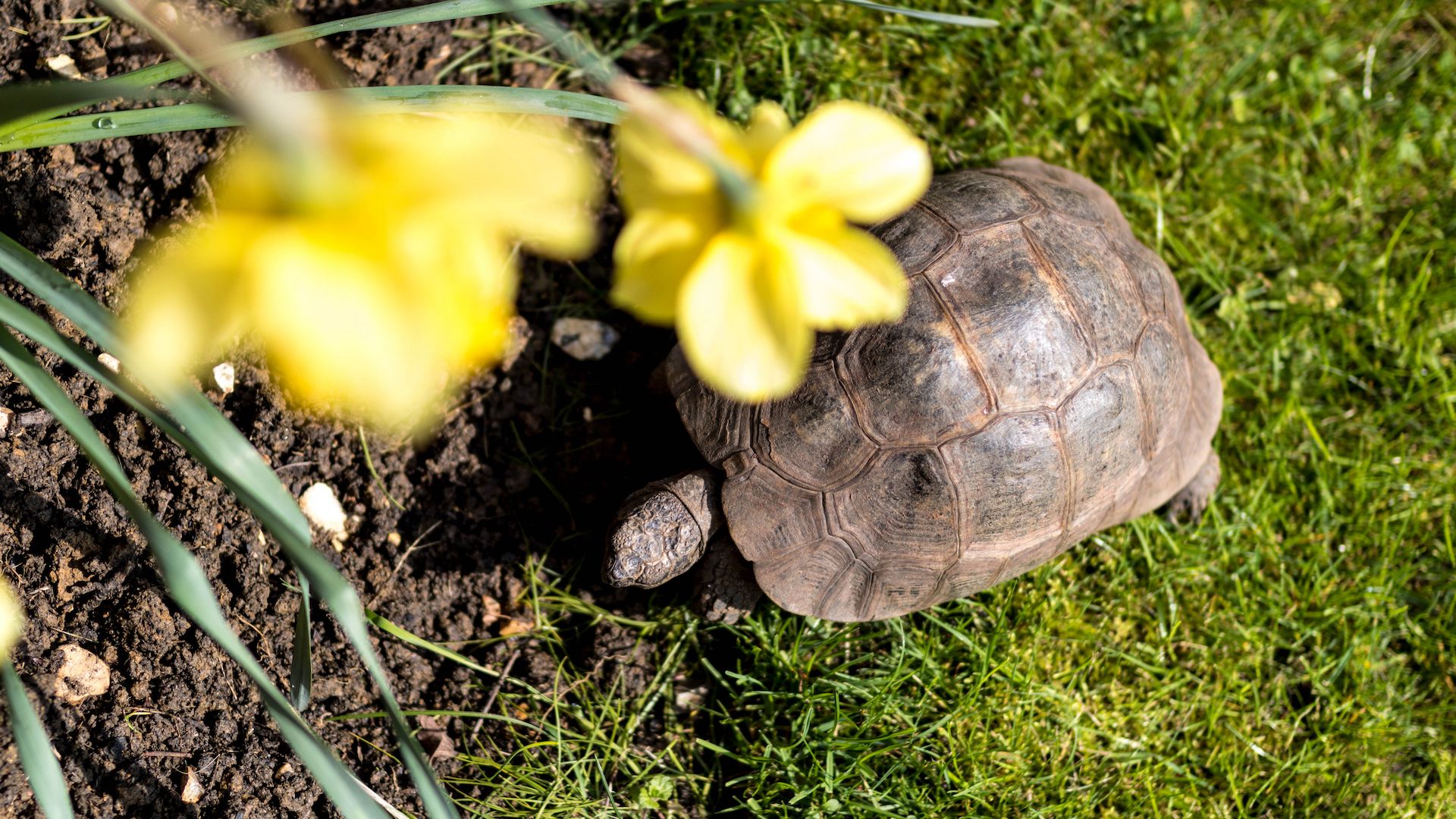 Our complete list of foods pet turtles should not eat