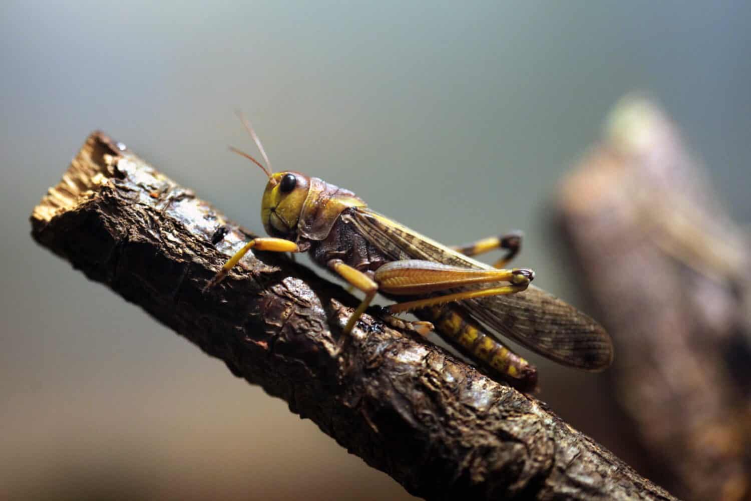 The locust plague that covered 198,000 square miles then vanished