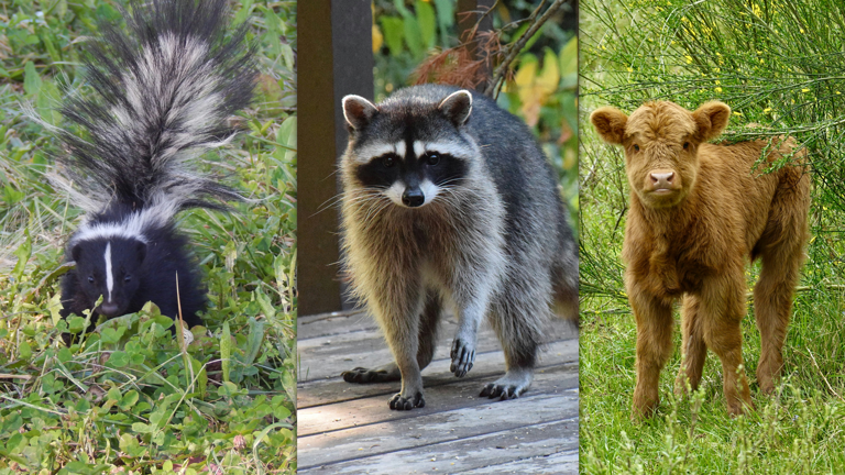 Skunk, raccoon test positive for rabies; 2 pets exposed