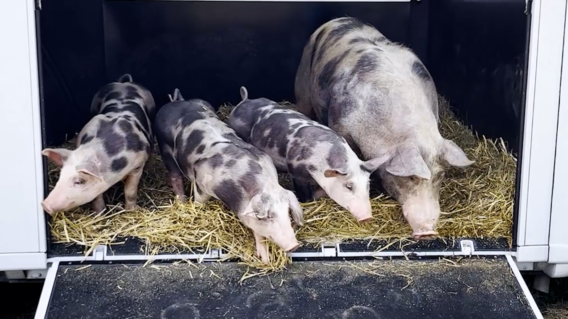 Mother pig and piglets feel grass for the first time after being kept ...