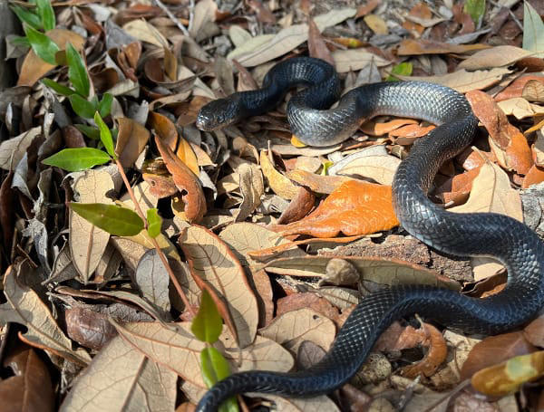 Florida’s iridescent forest ruler emerges for spring: Why you should ...