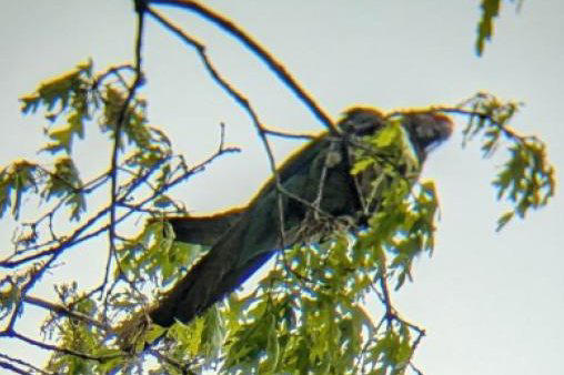 Police seek owner of loose parrot spotted in Pennsylvania