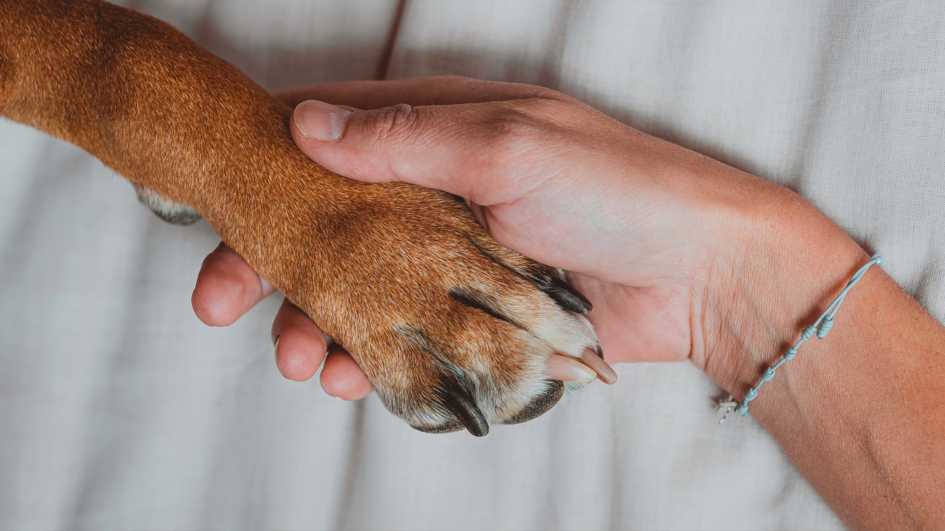 Tips for coping with the death of a pet