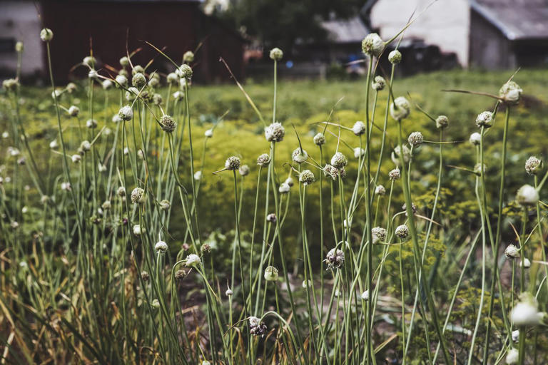 When do you harvest onions? Here's what to look for