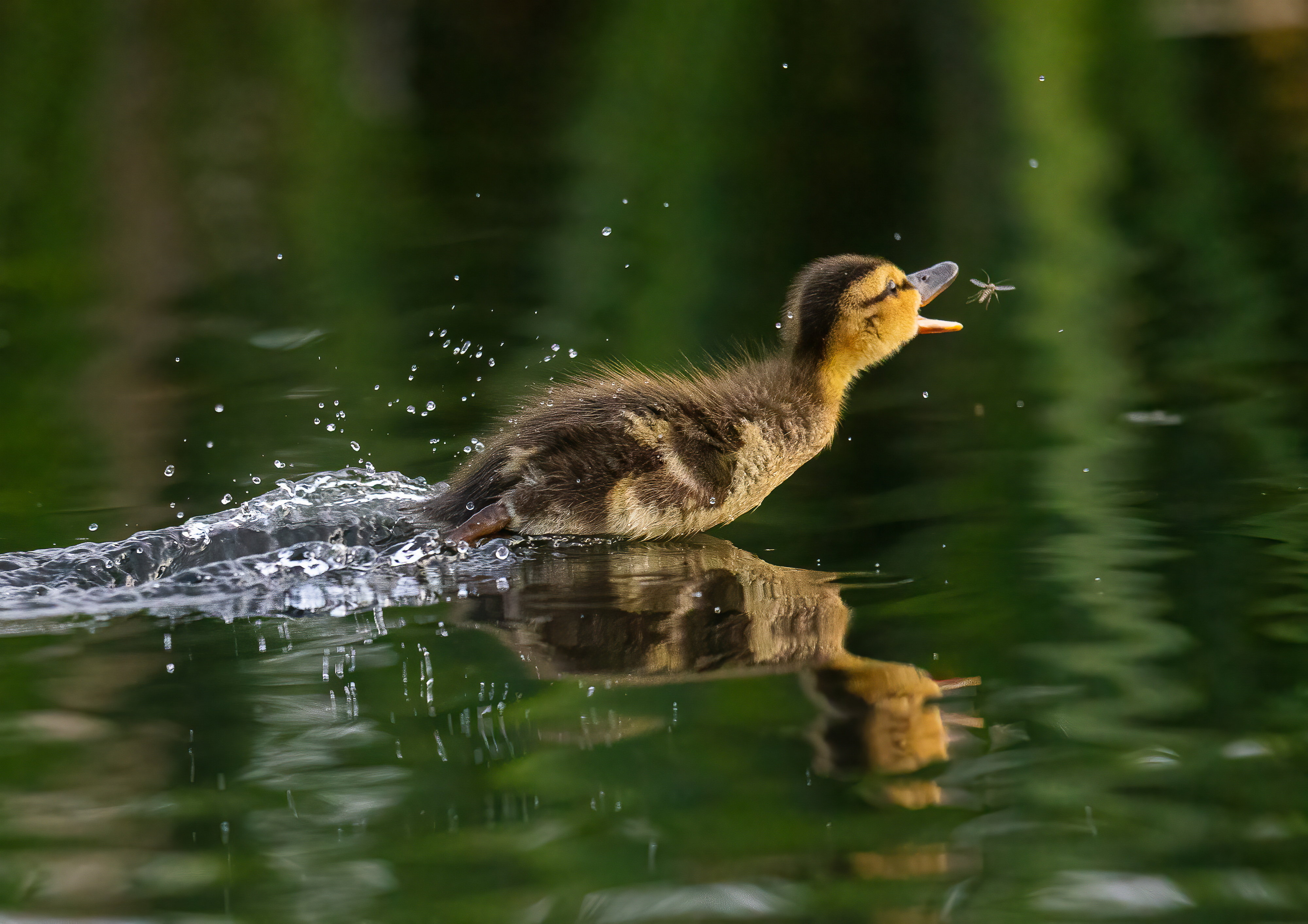Ducklings caught leaping for insects on Suffolk pond