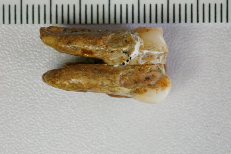Buried for hundreds of thousands of years, ancient teeth contained a ...