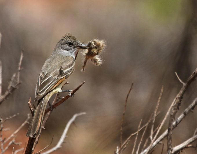 Ash-throated flycatcher bird identification