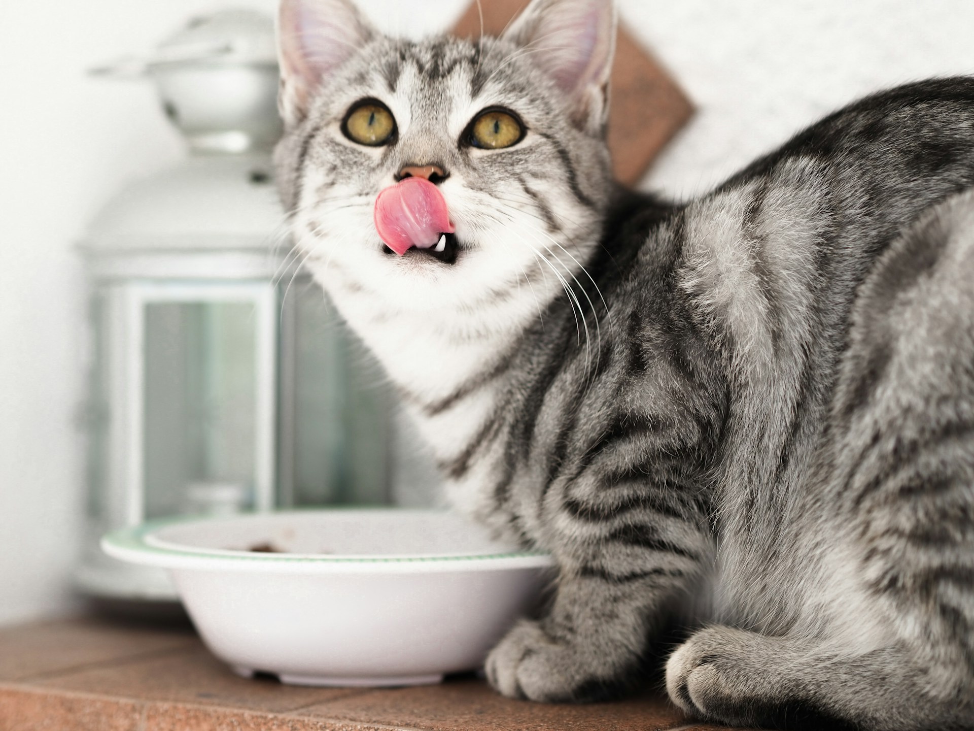 10 signs your cat is secretly sick (they hide it well)