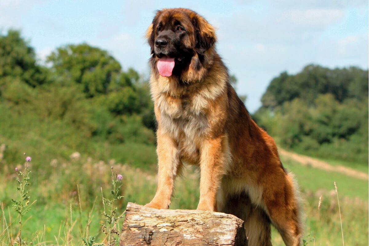 Leonberger: conheça as características do cachorro dessa raça