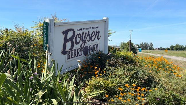 Boysen Berry Farm’s you-pick season starts early as warm spring ripens ...