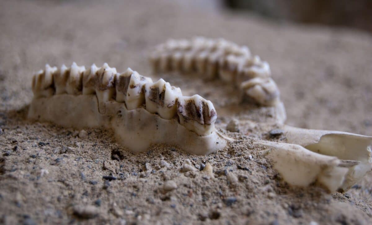 Buried for hundreds of thousands of years, ancient teeth contained a ...