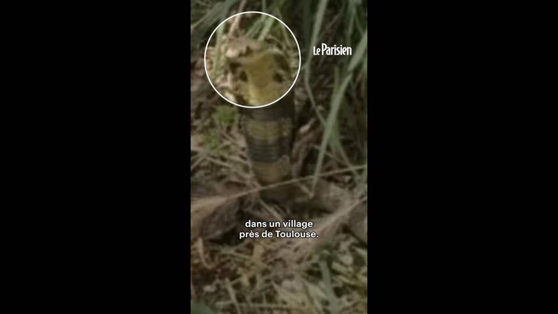 Un cobra venimeux sème la panique près de Toulouse