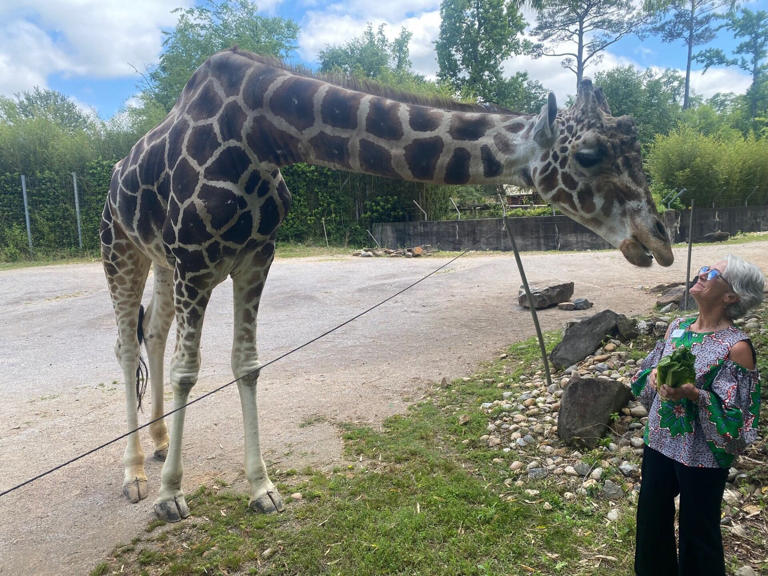 Birmingham Zoo mourns loss of 20-year-old giraffe Jalil