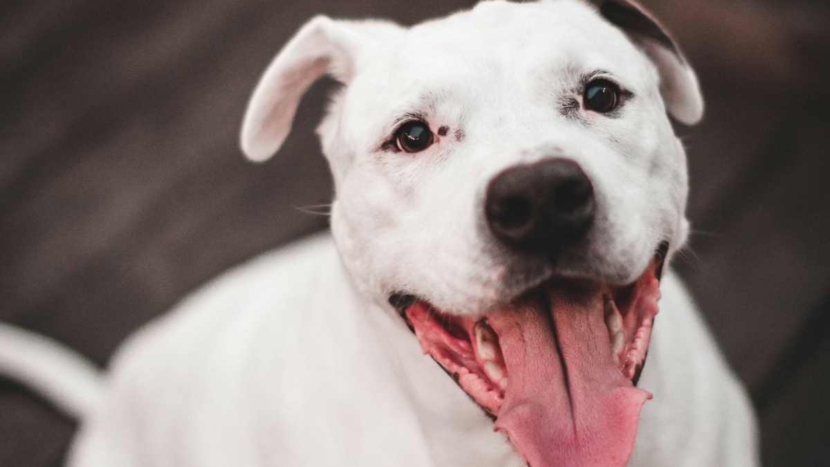 Trainers reveal 12 phrases that improve your dog's mood