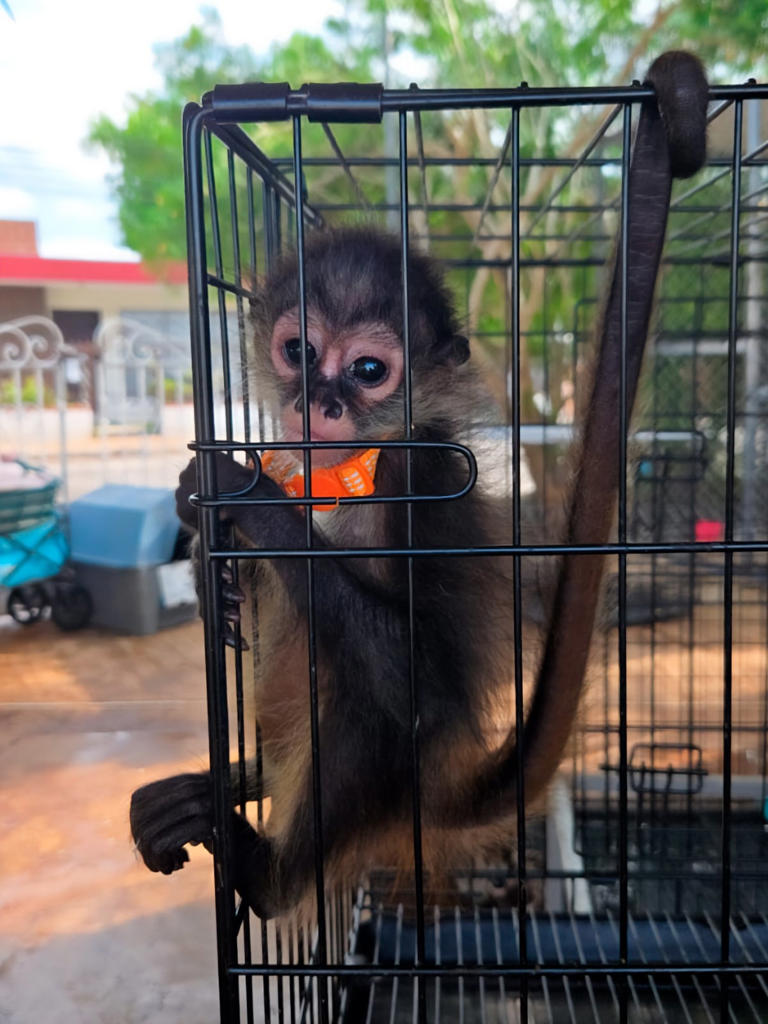 Profepa rescata 482 ejemplares de flora y fauna silvestre en operativo ...