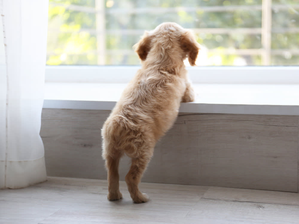 Owner leaves puppy alone hoping for no 'damage' then sees the aftermath