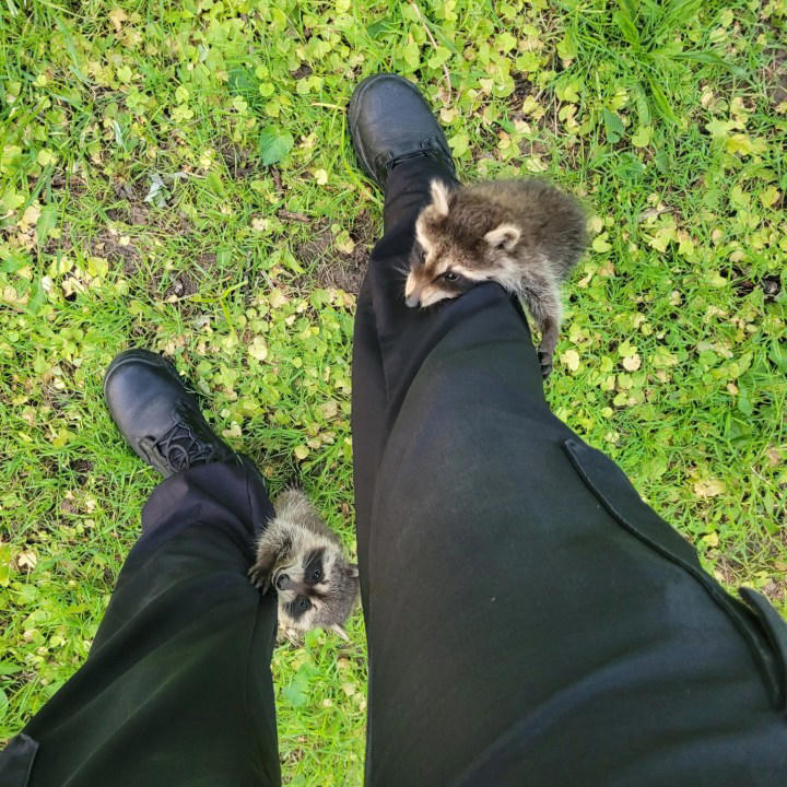 Photos: 8 sweet baby raccoons rescued at Ohio park