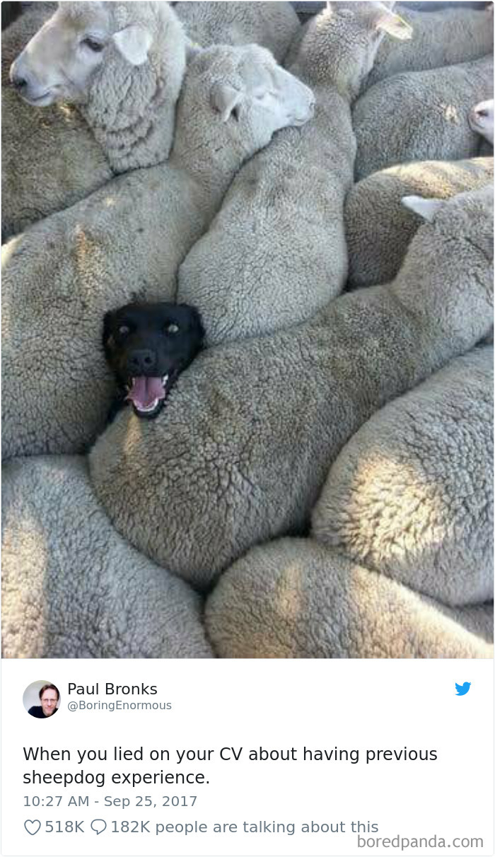 150 funny dog tweets every dog owner should see ASAP