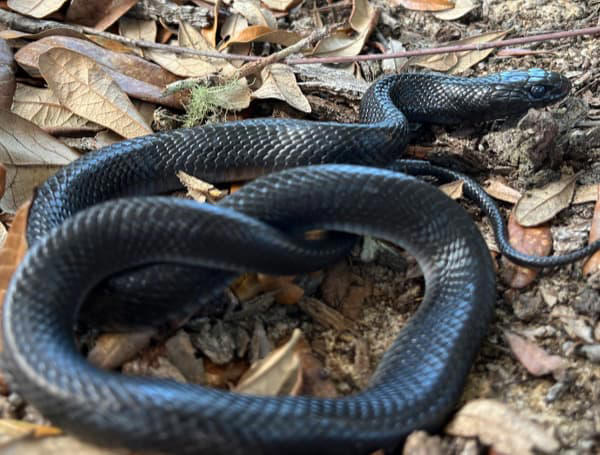 Florida’s iridescent forest ruler emerges for spring: Why you should ...