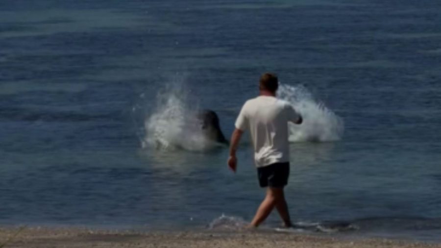 Washington man arrested for throwing rock at endangered monk seal on Maui