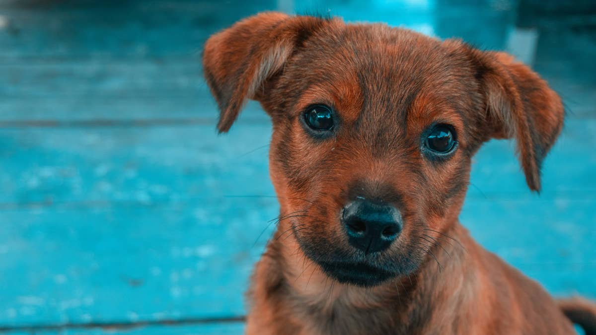 Rescue dog reunites with the famous foster mom who saved him—and his ...