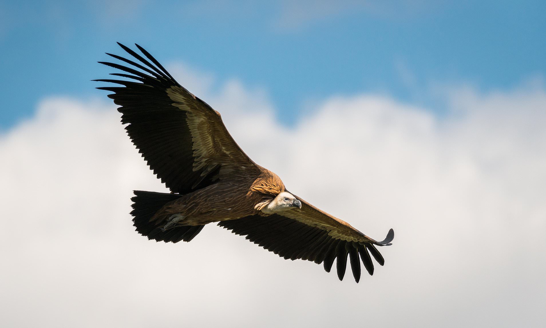 Panic As North Carolina Neighborhood Is Overtaken By Vultures And One