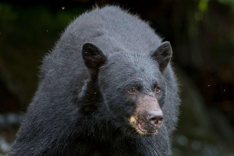 Popular national park closes trails after several 'aggressive' bear ...